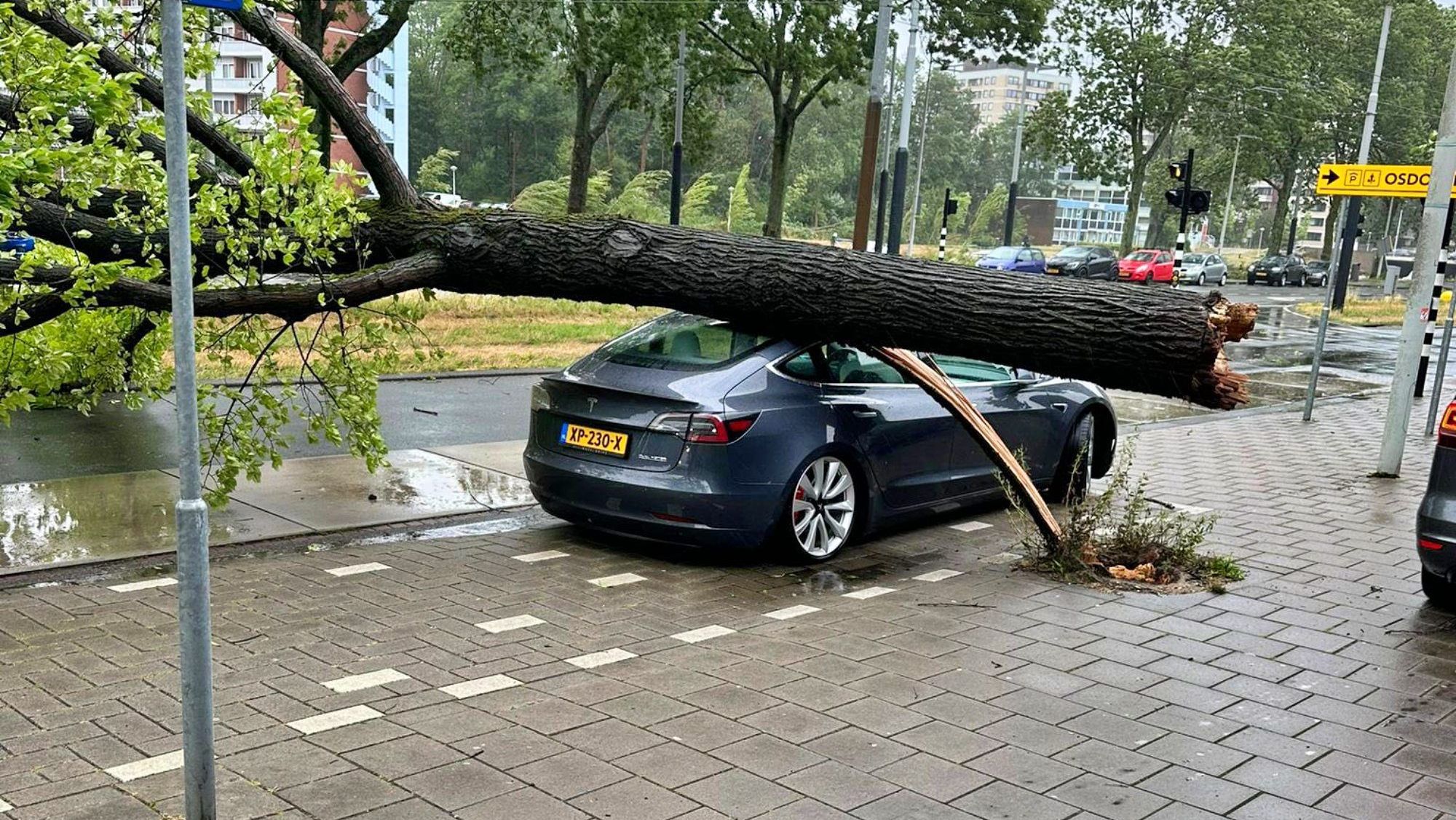 Tesla Model 3 soporta caída de un árbol en Holanda con daños mínimos